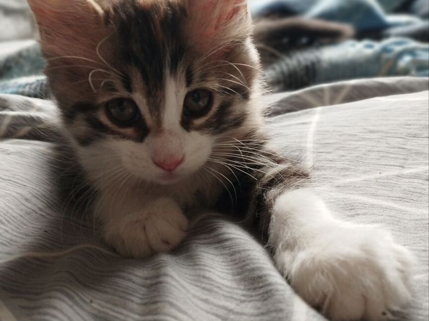 Очаровательные котята в добрые руки