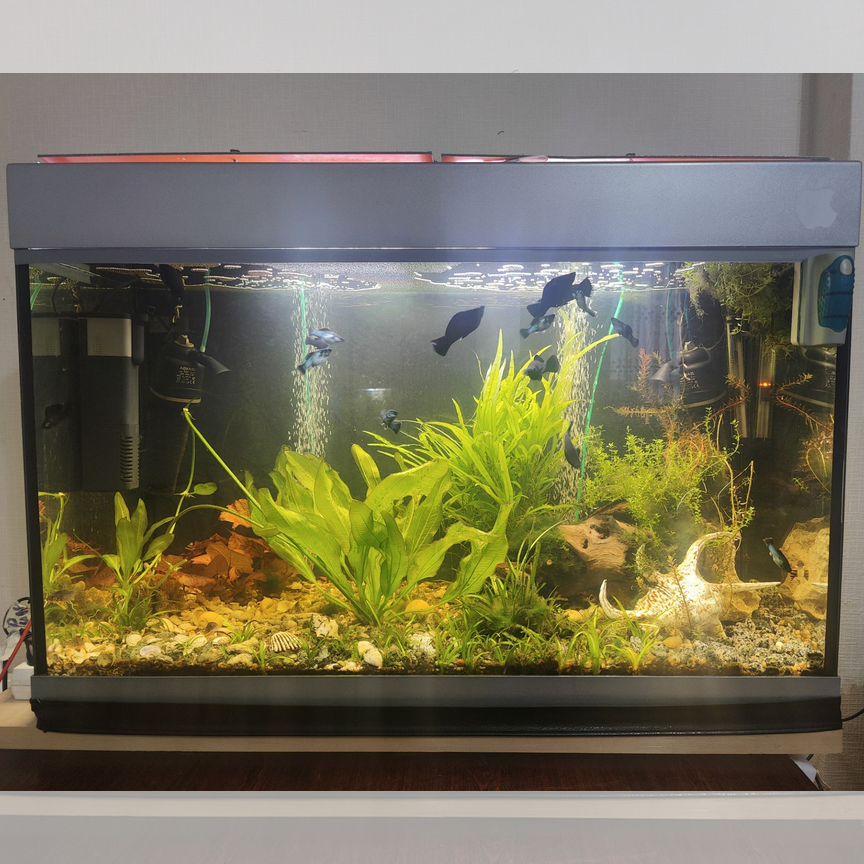 Аквариум с рыбками