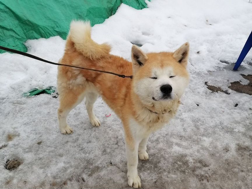 Акита ину