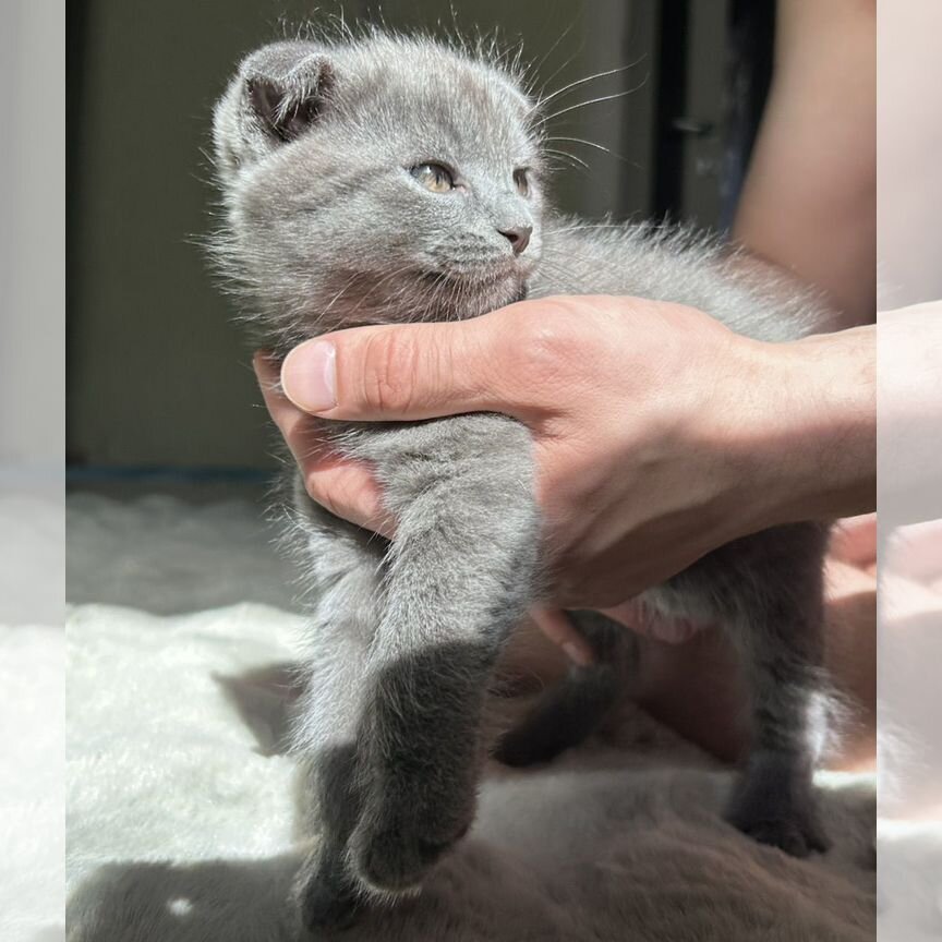 Шотландский вислоухий короткошёрстный котёнок