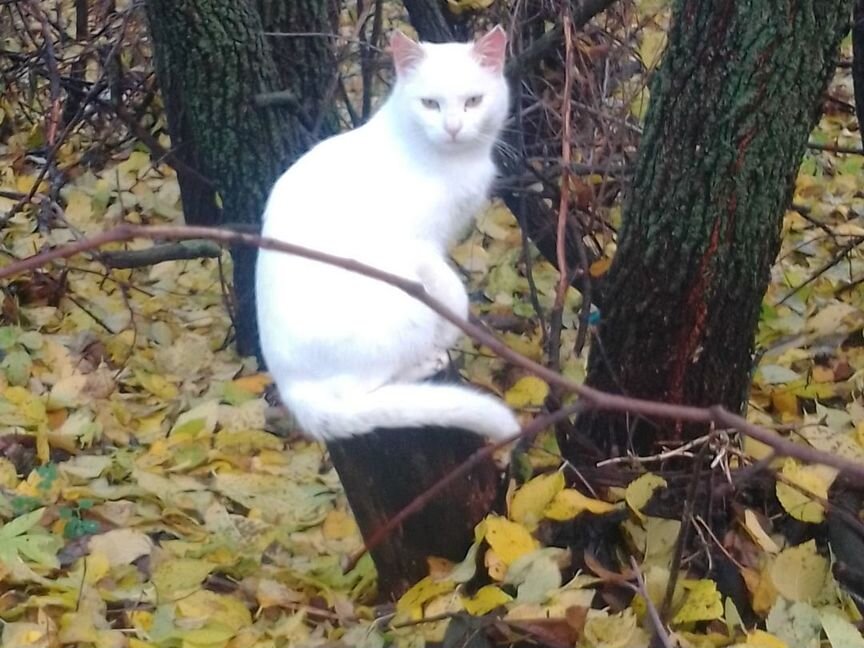 Кот- блондин полный, молодой, ласковый