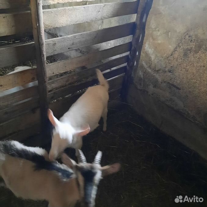 Занинские козочки