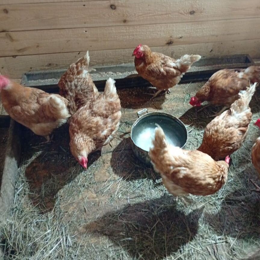 Куры несушки продам