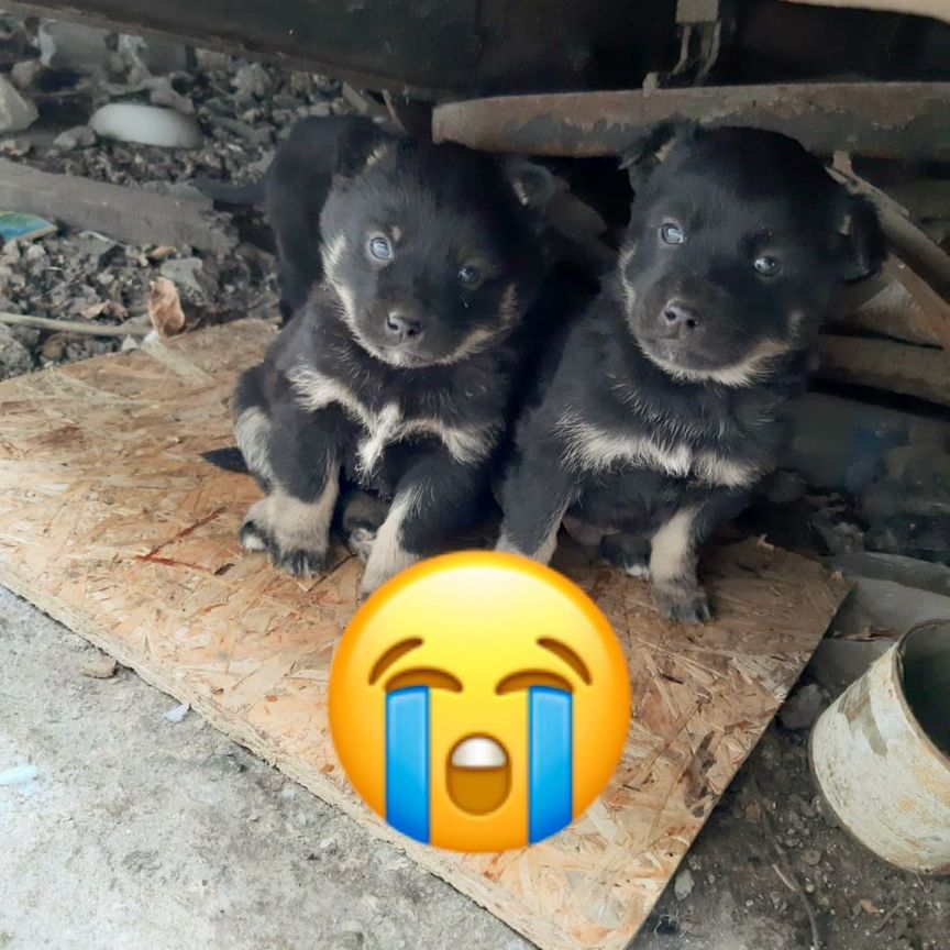 Щенки в опастности пожалуйста помогите