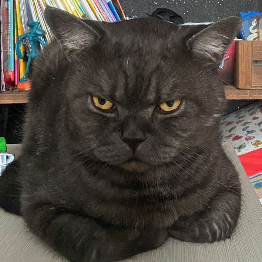 Британский кот