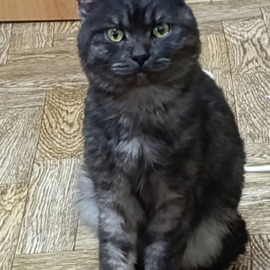 Шотландский вислоухий длинношёрстный котёнок