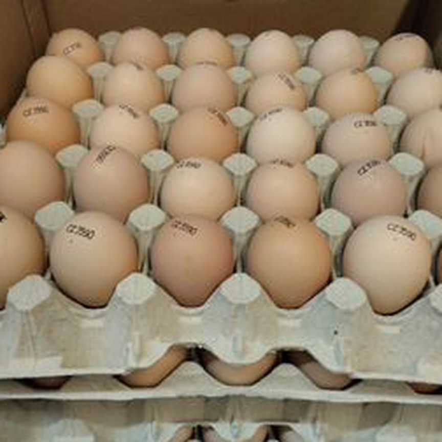 Инкубационное яйцо бройлера росс308 Турция Гаранти