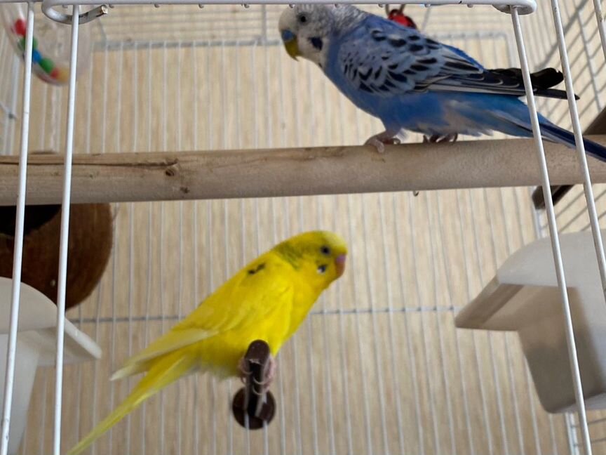 Волнистый попугай