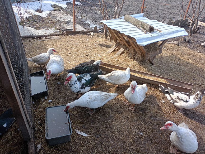 Индоутаки