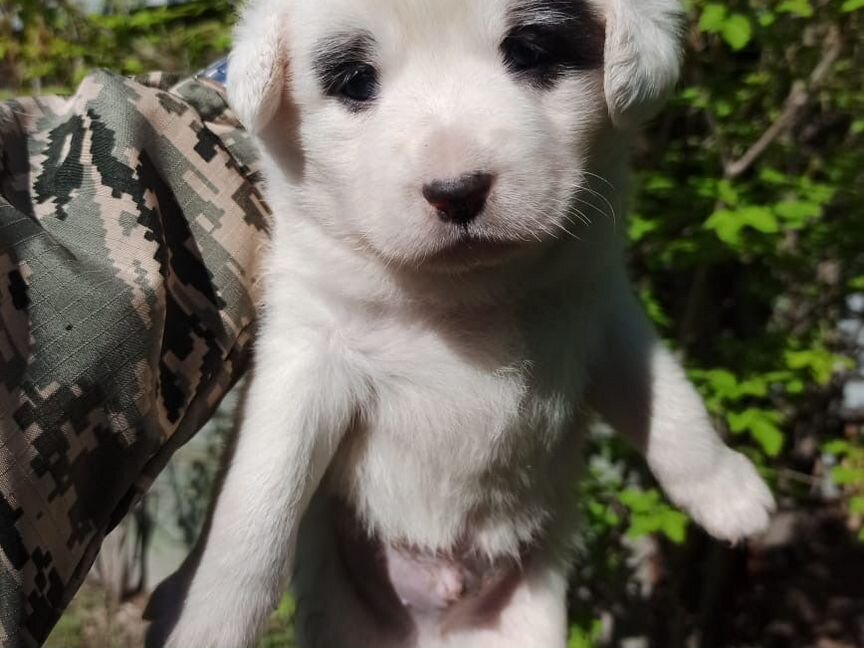 Красавец мальчик ищет дом