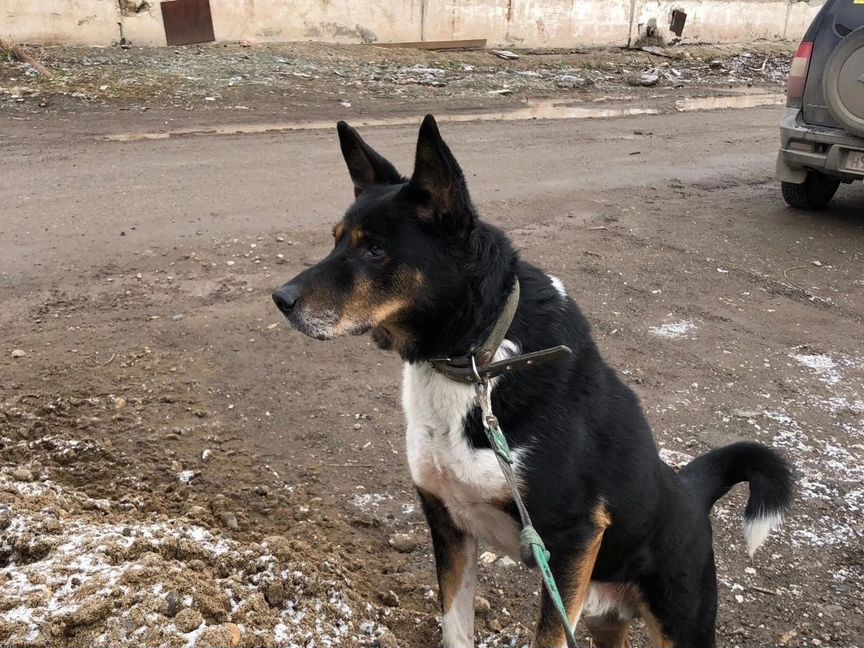 Собака по кличке Козлик ищет дом