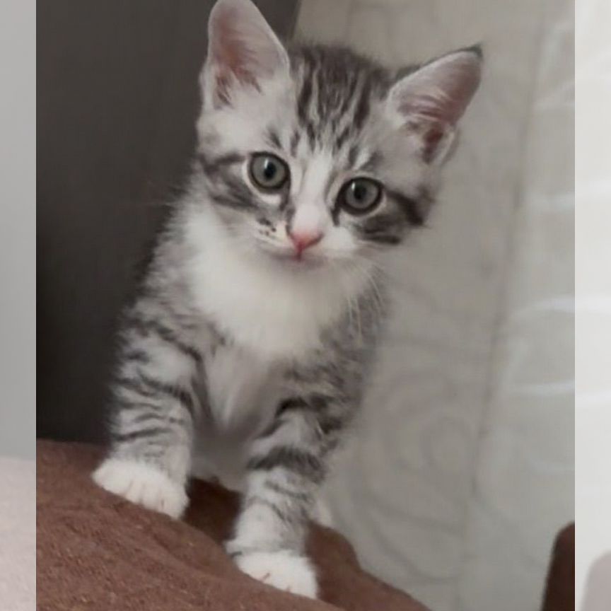 Шотландский вислоухий короткошёрстный котёнок