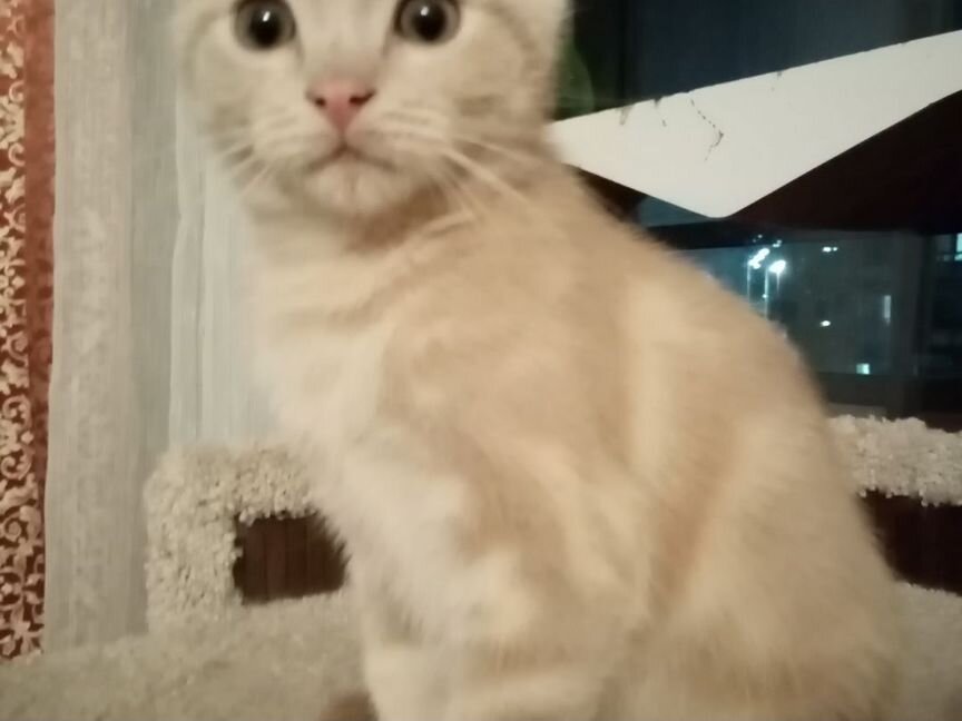 Кошка