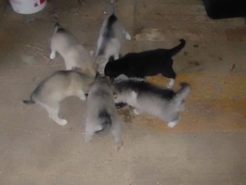 Щенки хаски бесплатно