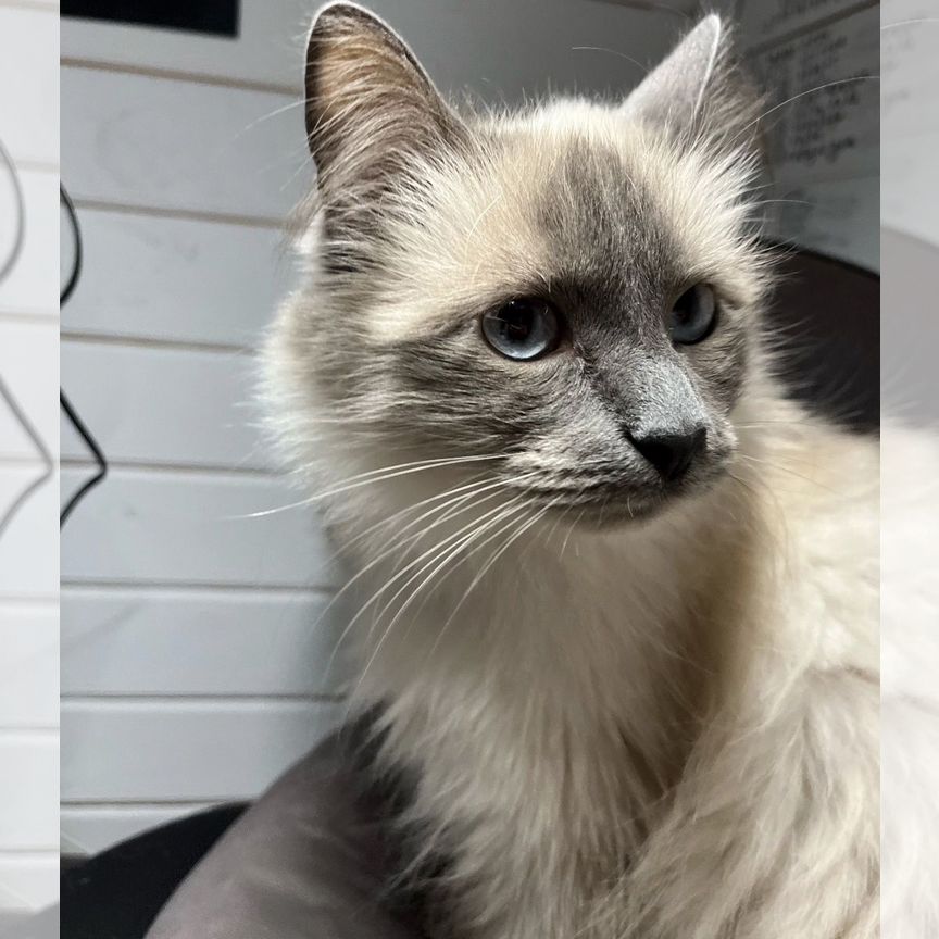 Кошка фенотип Невской Маскарадной
