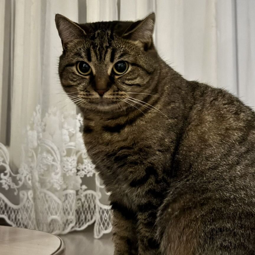 Домашние животные кошки