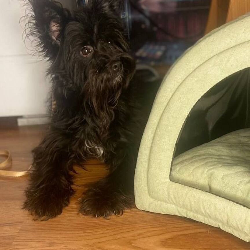 Йоркширский терьер окрас черный мальчик