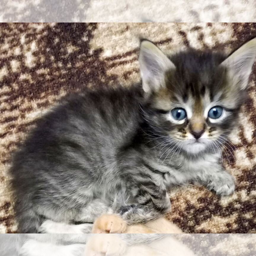 Котёнок от частного владельца