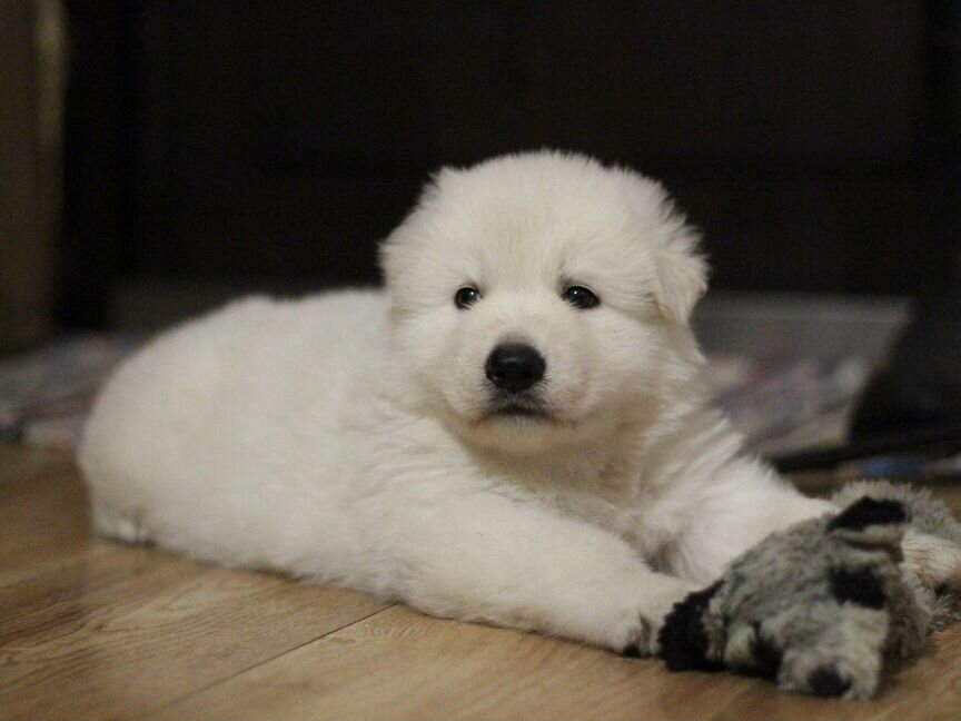 Щенки Белой Овчарки