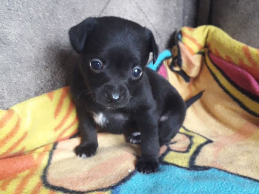 Щенок карликового пинчера