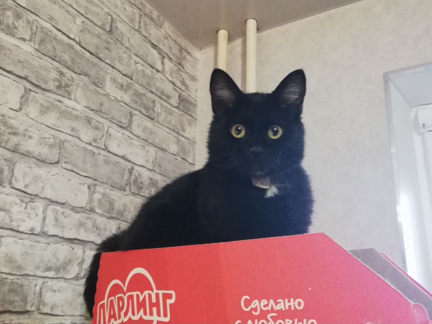 Ласковая Мусенька в добрые руки