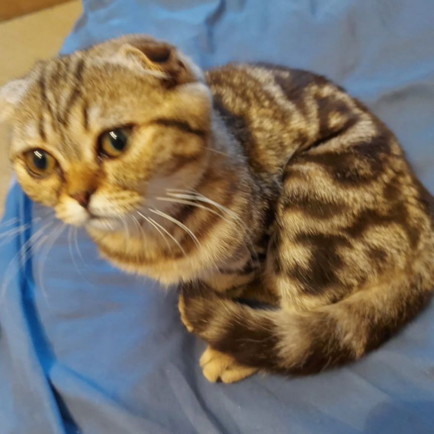 Шотландский вислоухий короткошёрстный котёнок