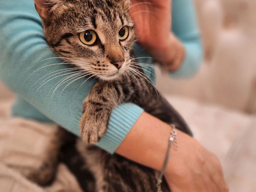 Муся привитая с анализами - идеальный компаньон