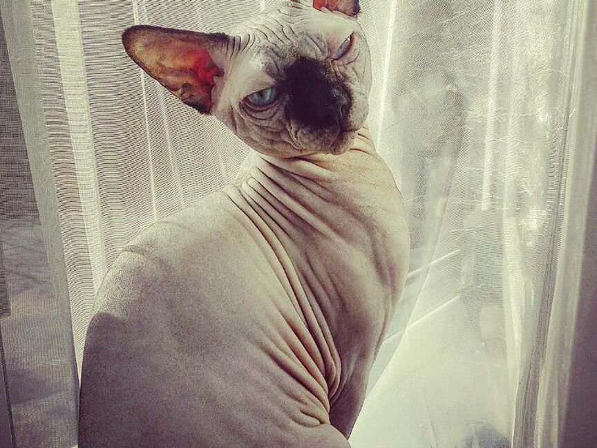 Канадский сфинкс на вязку