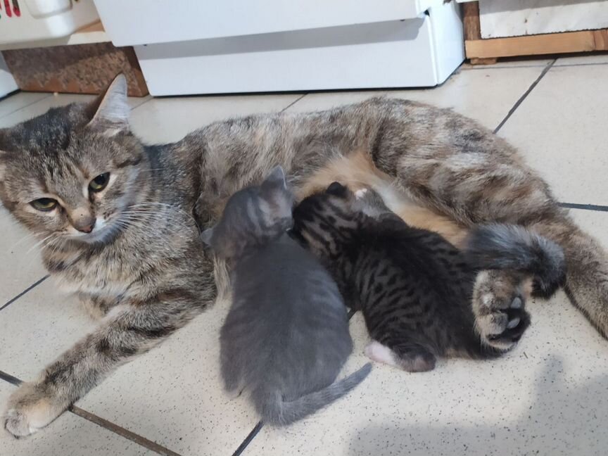 2 домашних полосатых котика