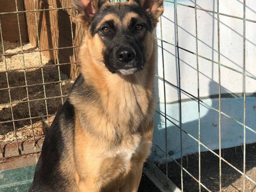 Дафна - молодая собака в добрые руки