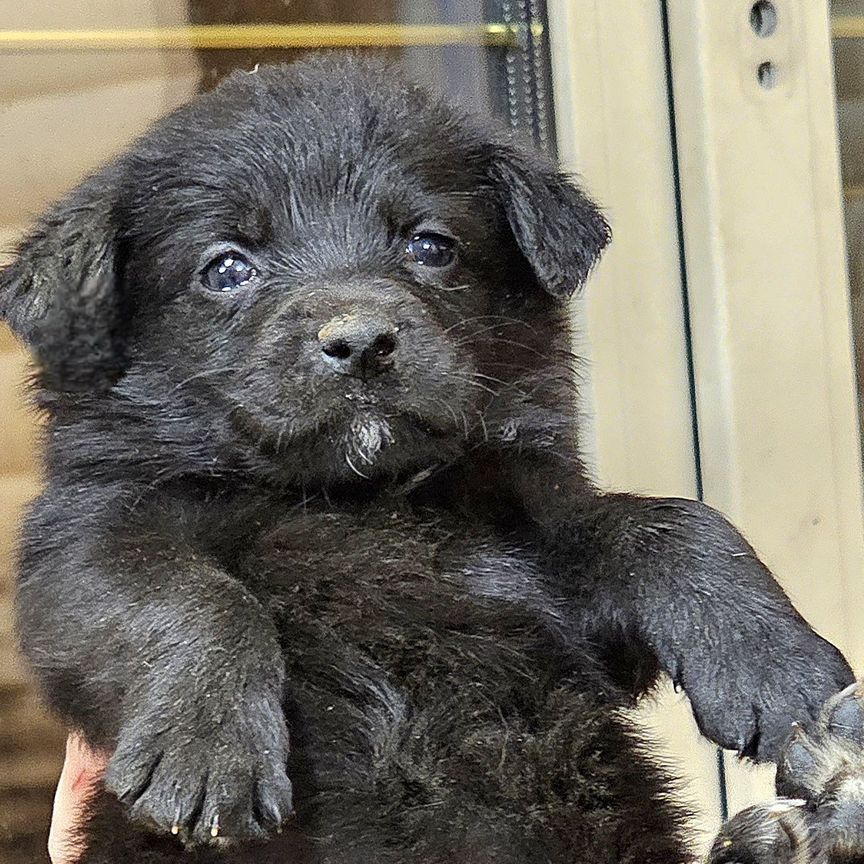 Щенок Камея 1,5 мес живёт на стройке ищет дом