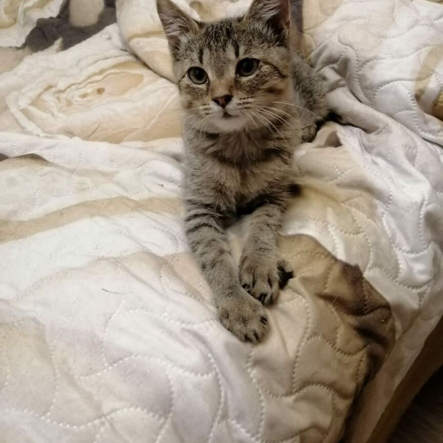 Очень ласковые котята