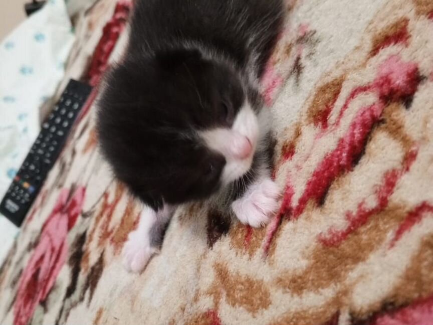 Котята