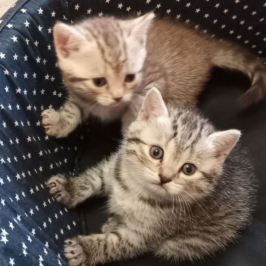 Шотландские