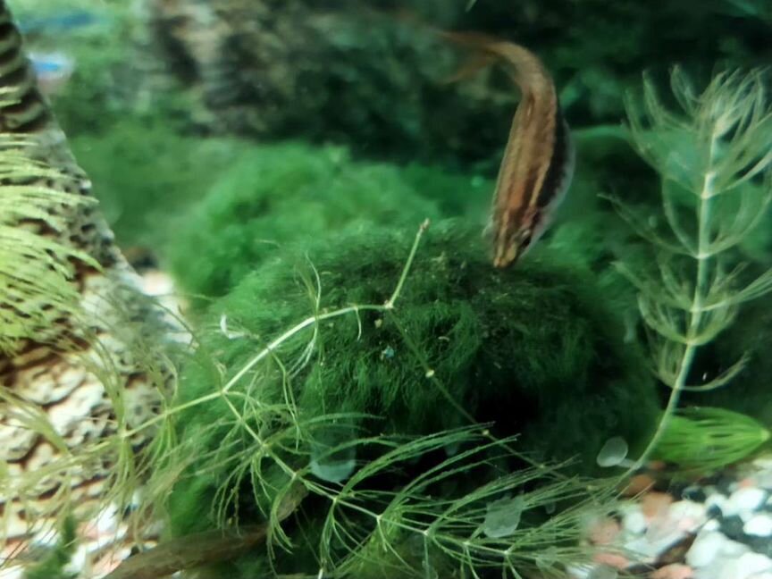 Аквариумные растения