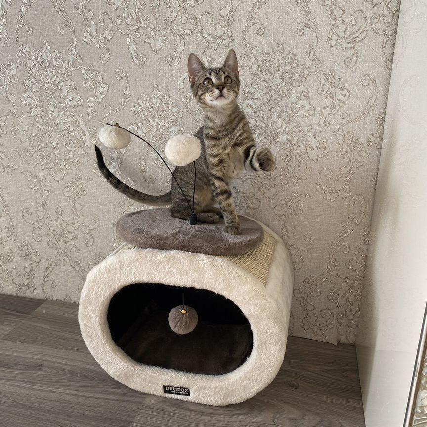 Маленькая тигруля котенок девочка