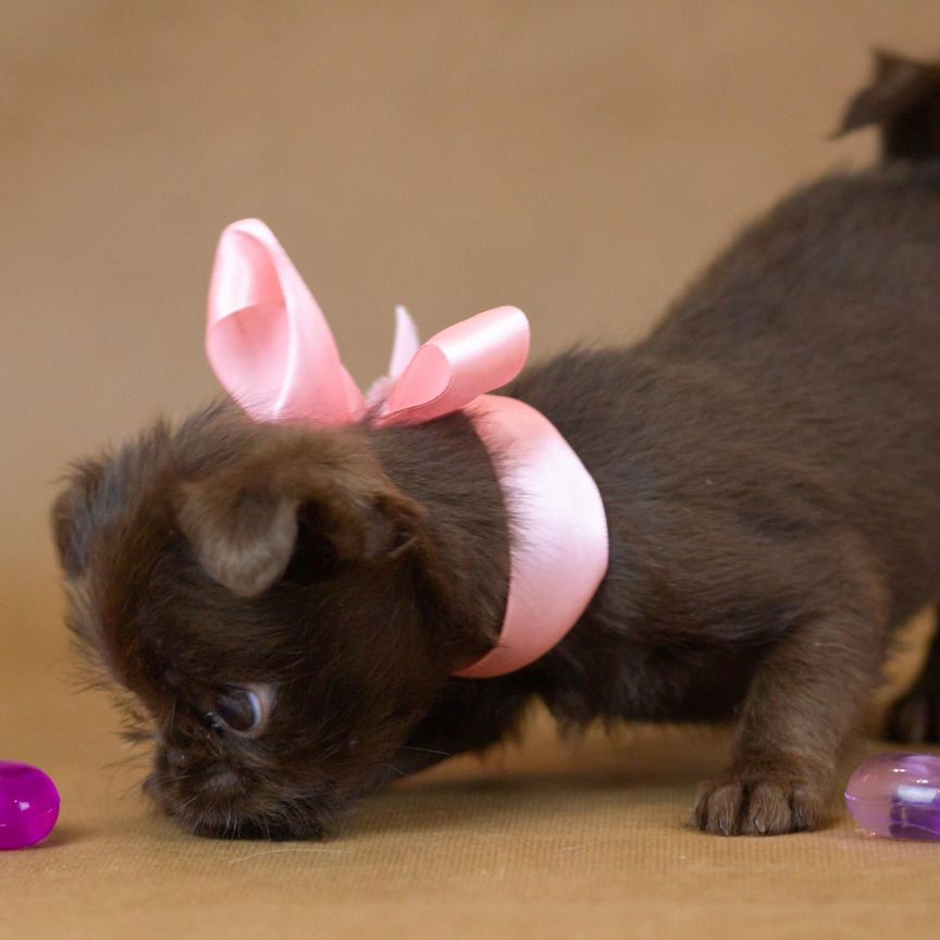 Шокомадам Девочка Грифон