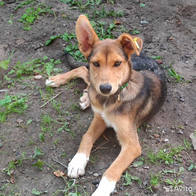 Щенок Дамбо в добрые руки