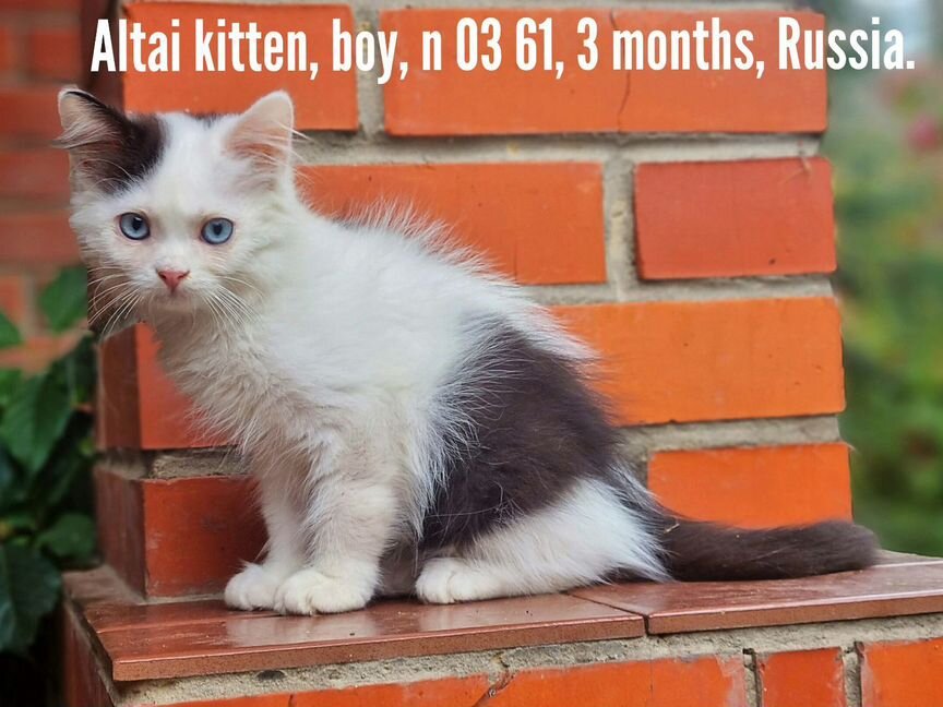 Котята алтайской породы