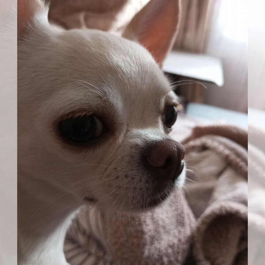 Чихуахуа, щенок