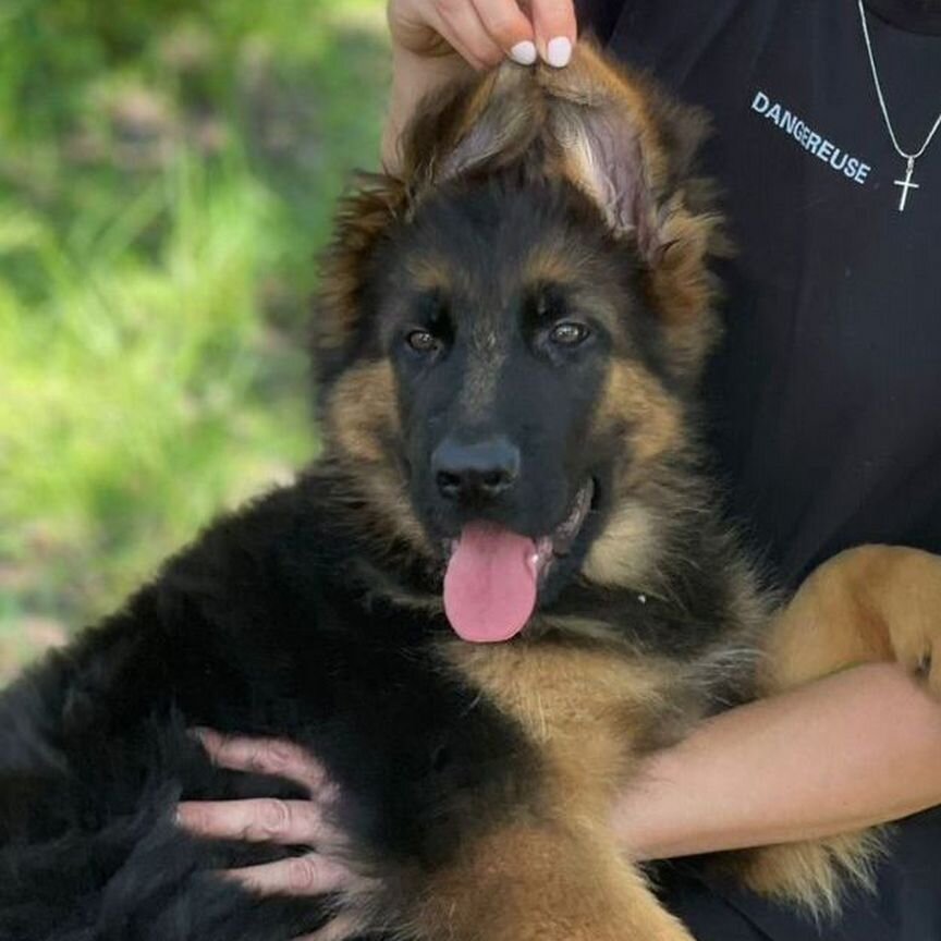 Щенки немецкой овчарки