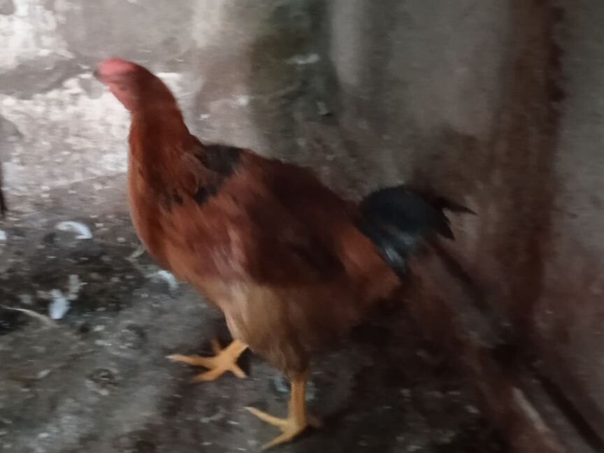 Молодые петухи