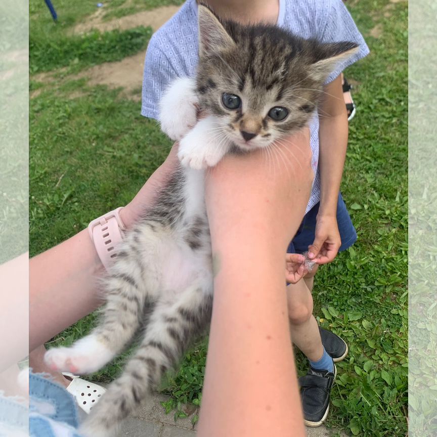 Котёнок в добрые руки