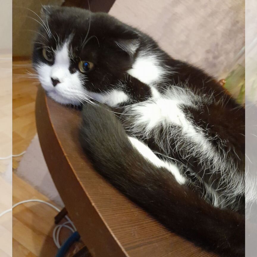 Британская