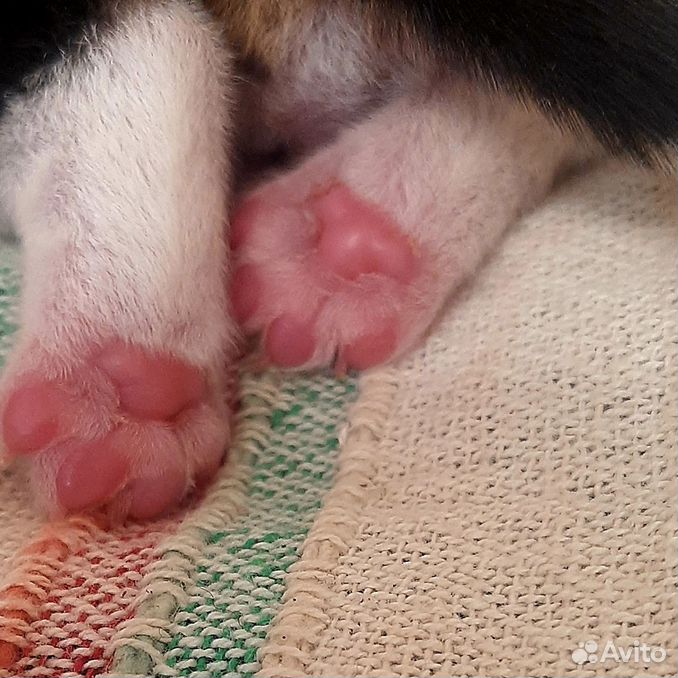 Бигли детки