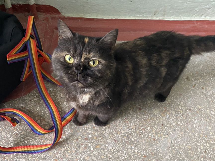 Кошка в дар бесплатно