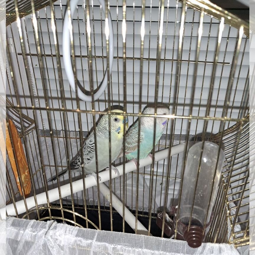 Волнистый попугай 2шт