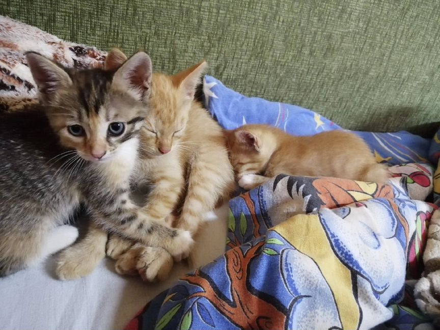 Котята, девочка и мальчики, 1,5 месяца