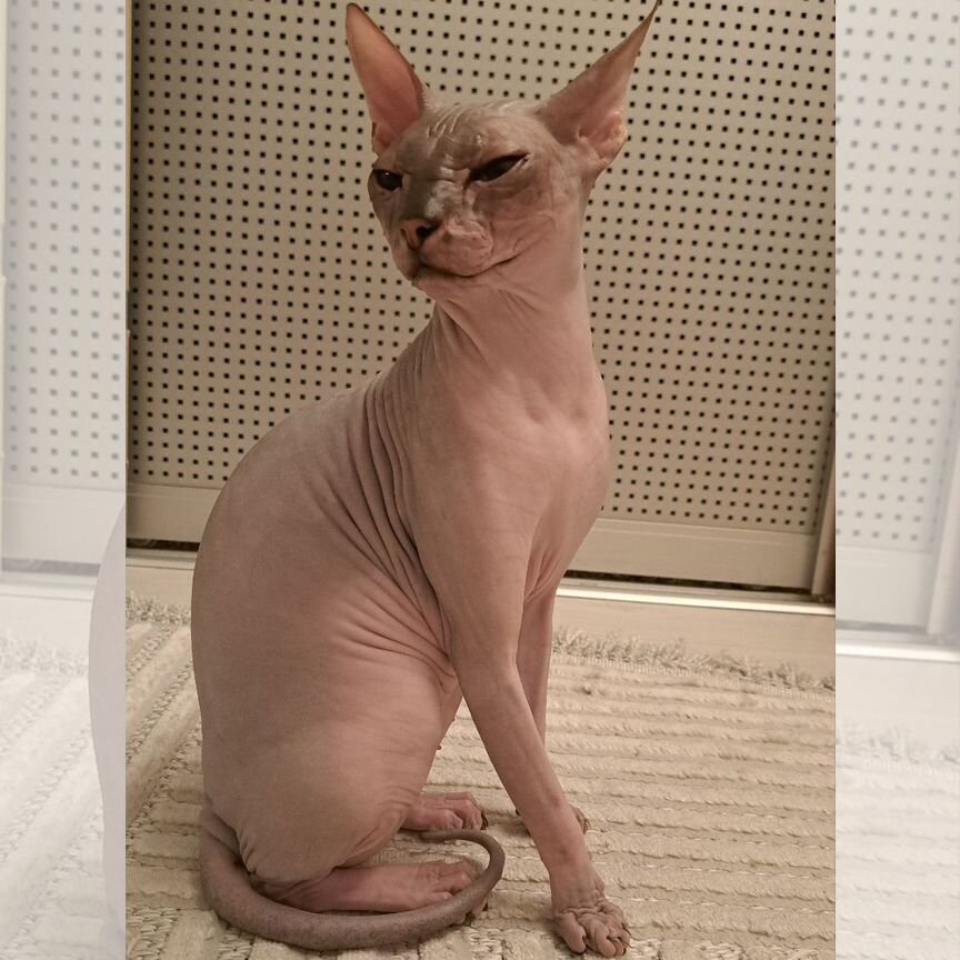 Донской сфинкс, взрослый кот
