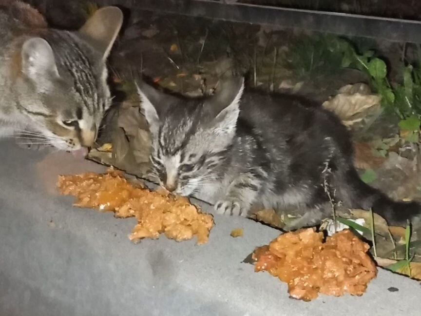 Котенок малыш живёт под открытым небом в ветер